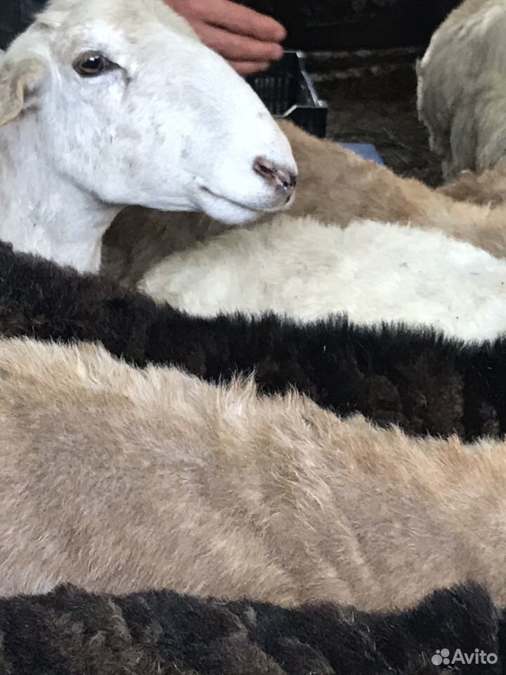 Барашки на Курбан опт