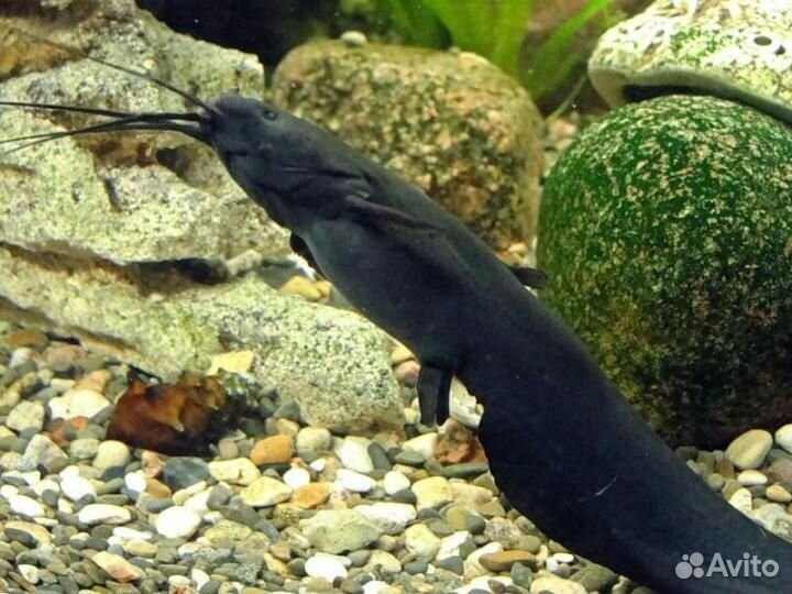 Сомик мешкожаберный