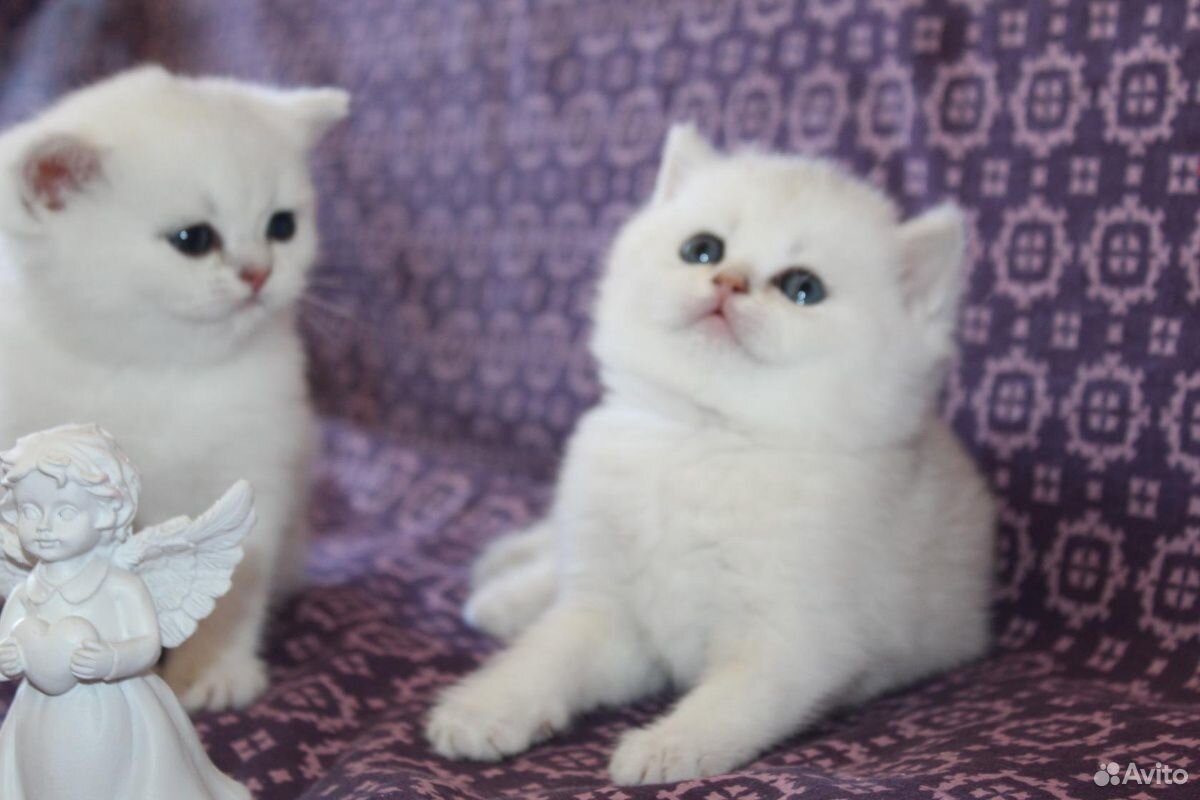 Белоснежки