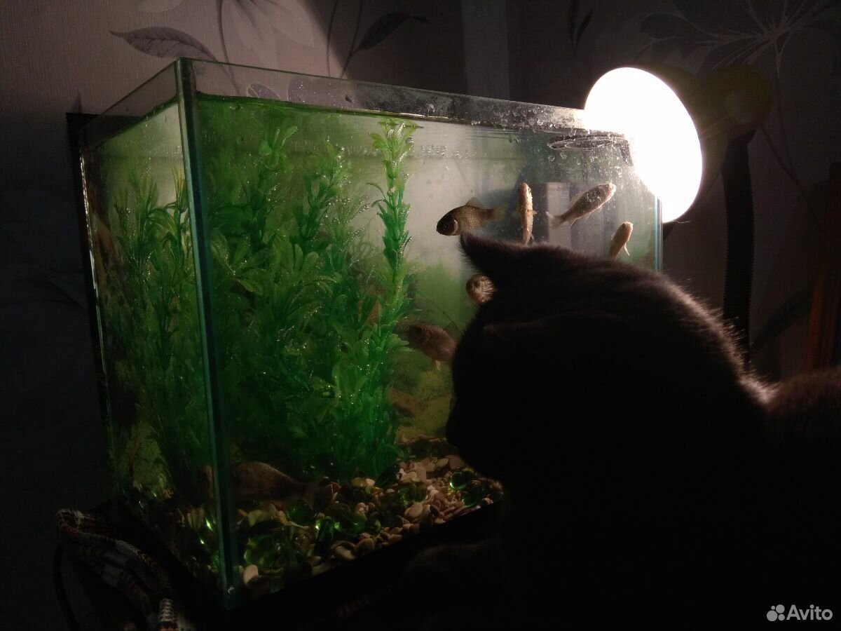 Рыба Карась в аквариум