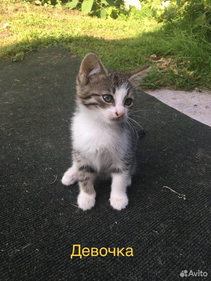 Котята в добрые руки