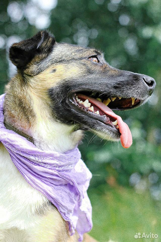 Маленькая собака Лира отдается в добрые руки