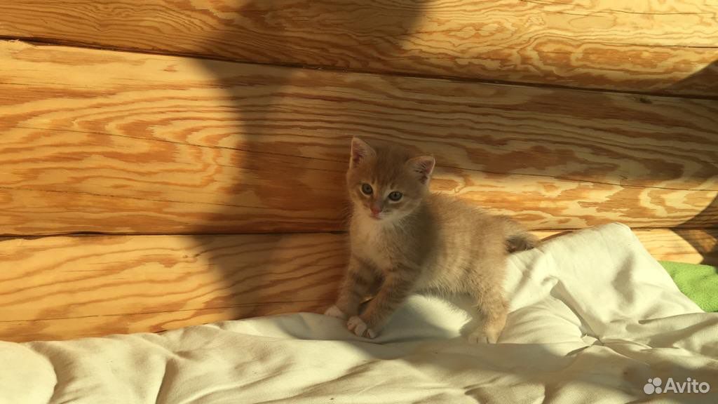 Персиковый котёнок