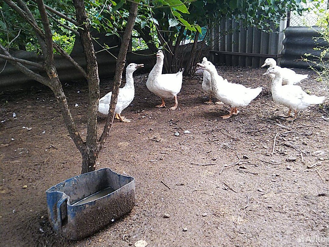 Утки муларды