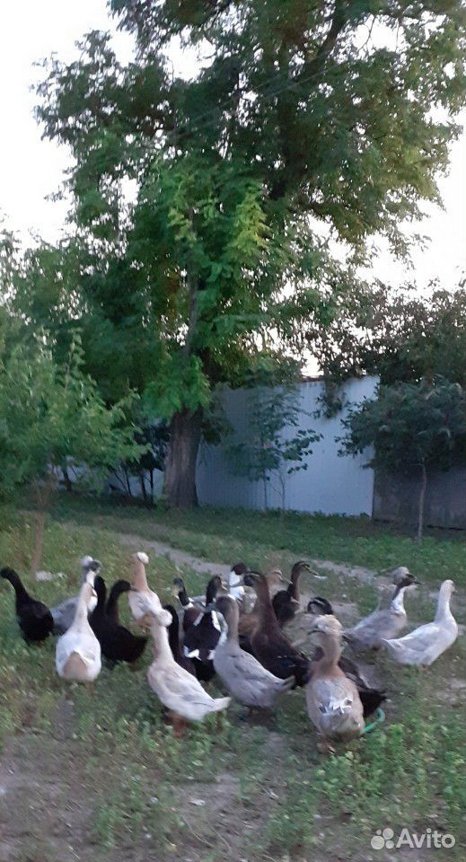 Утки,гуси холмогоры