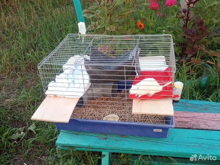 Отдам даром 3 крыс(мальчики)