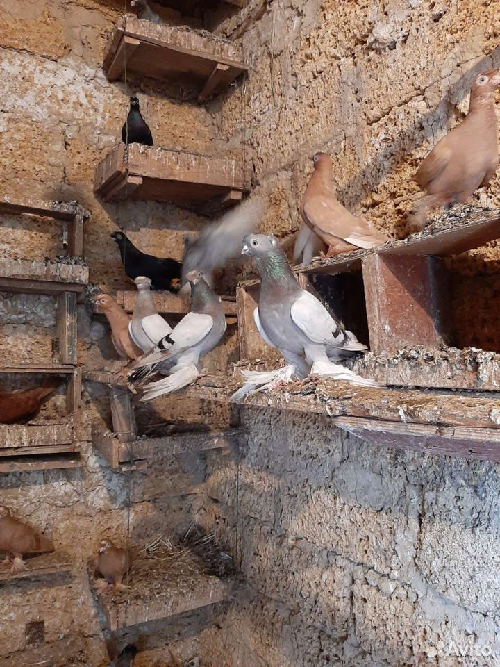 Продам голубей