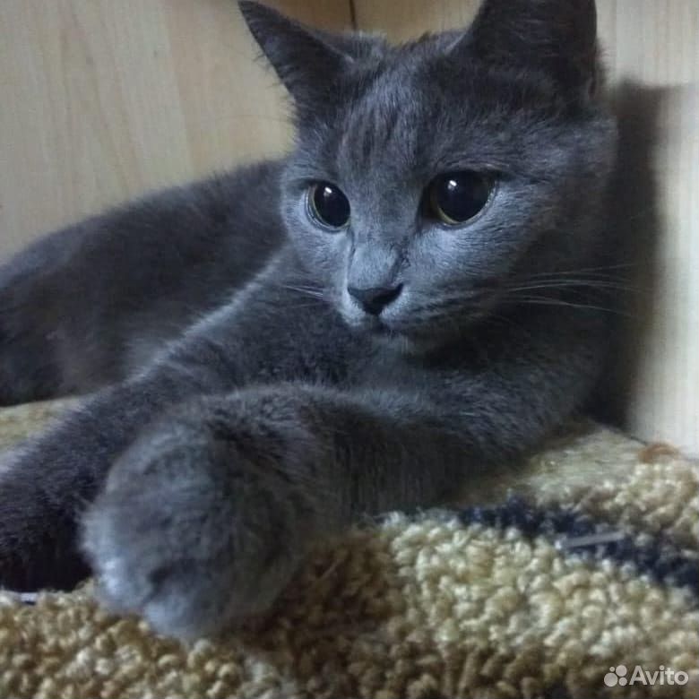 Кошечка ищет дом