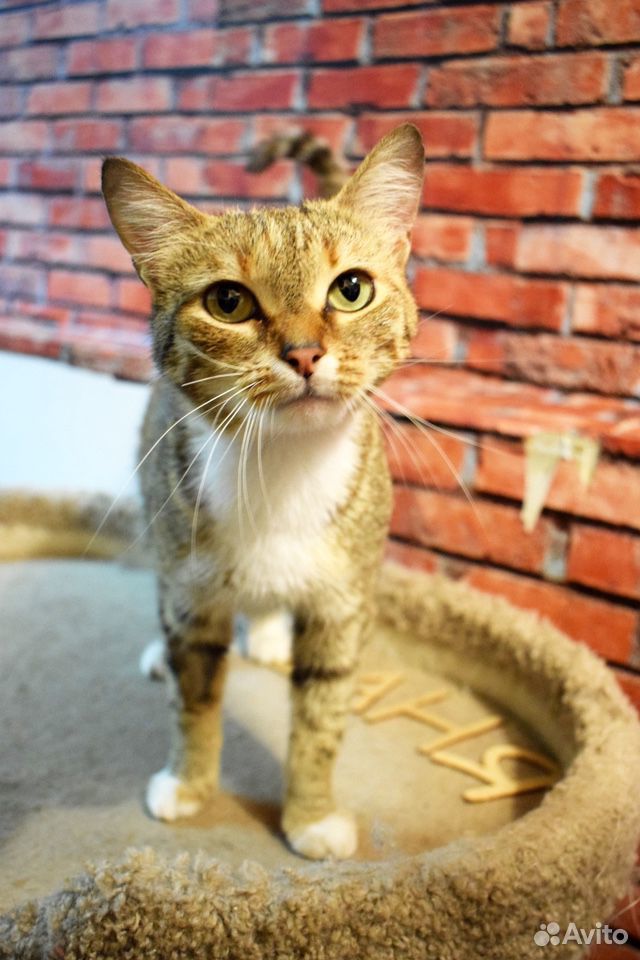 Кошечка Люси 1,5 года ищет дом