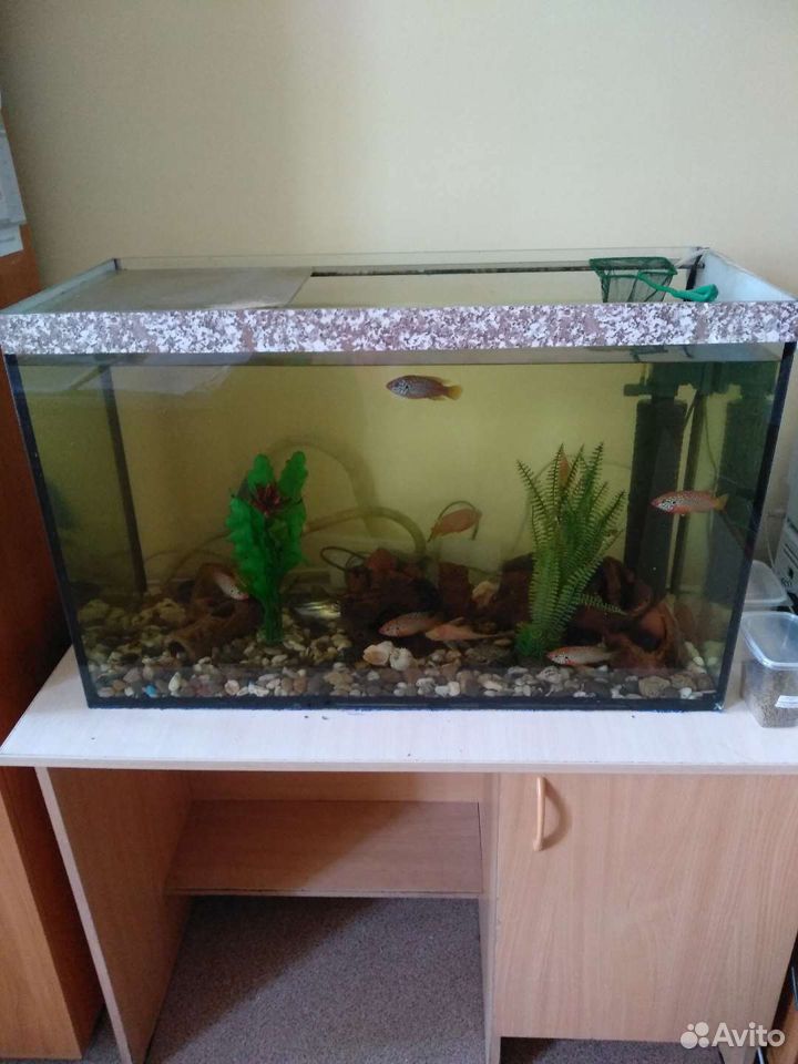 Аквариумное растение