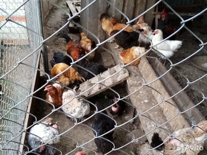 Индюшата с индюшкой, несушки гуси 3 месяц