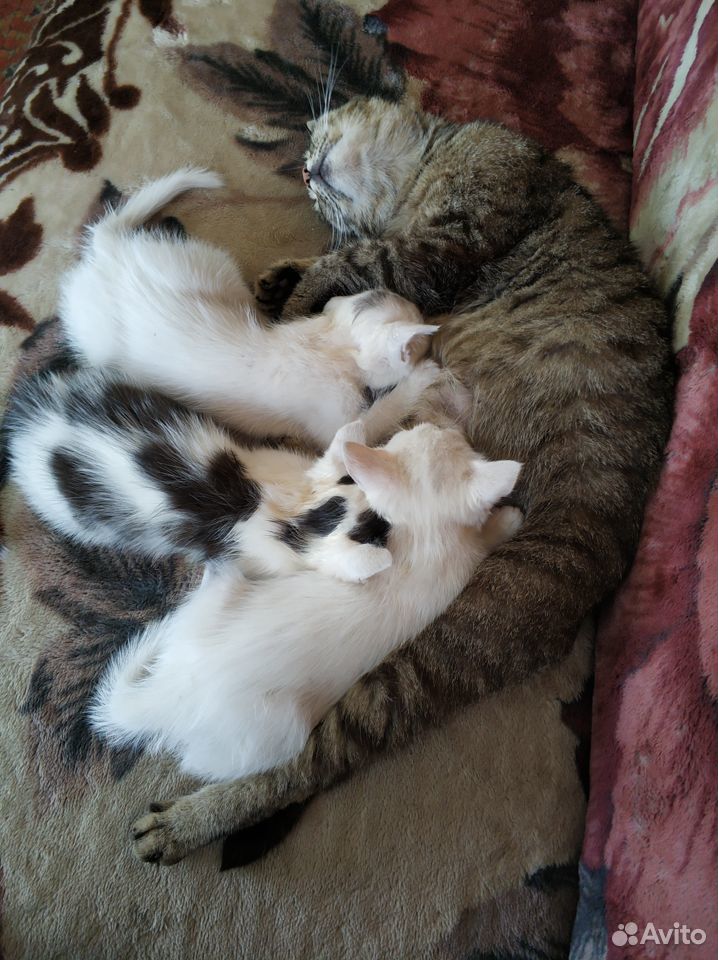 Котята