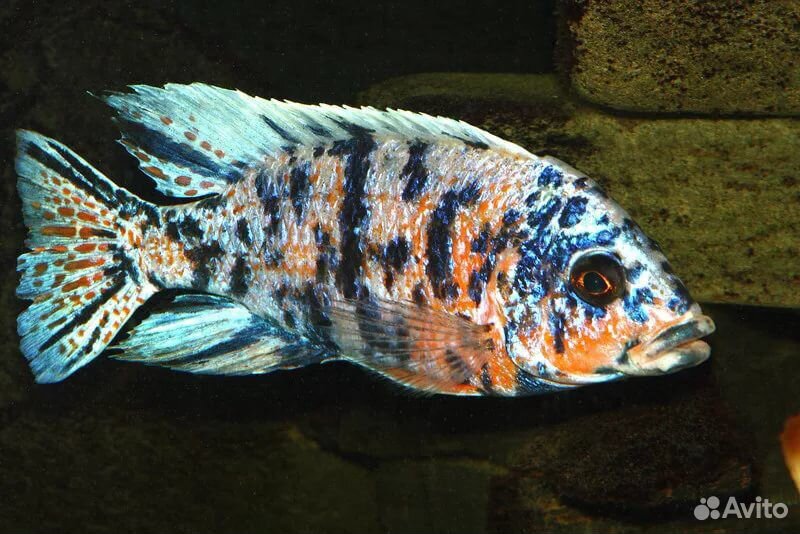 Аулонокара мультиколоар