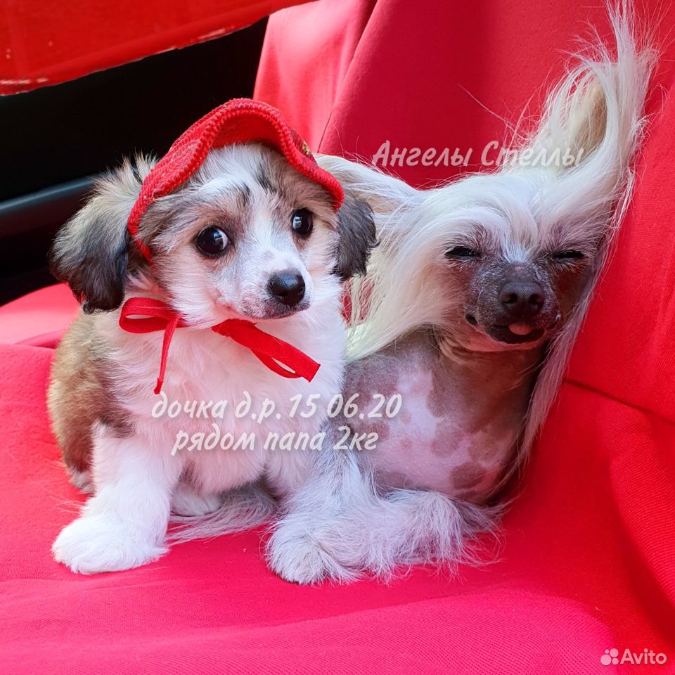 Миниатюрная Девочка- Варежка