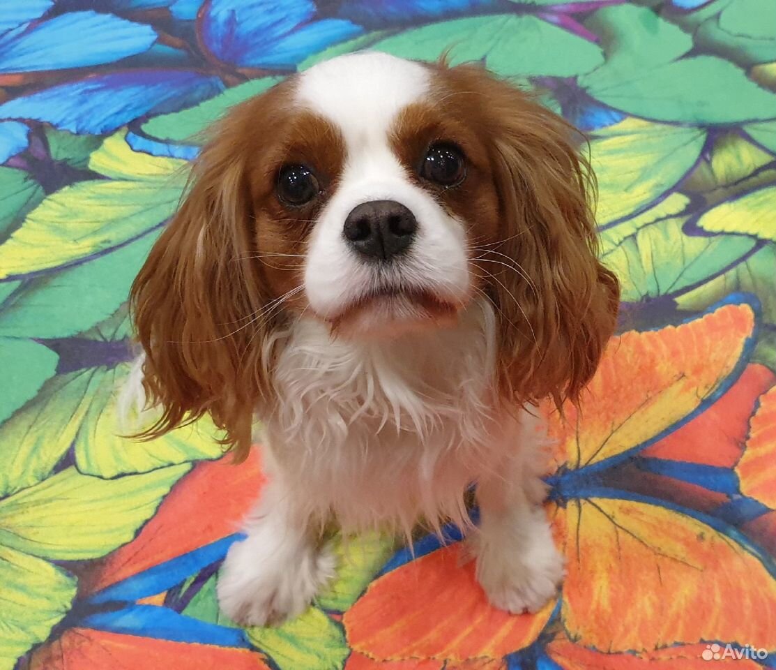 Вязка кавалер кинг чарльз