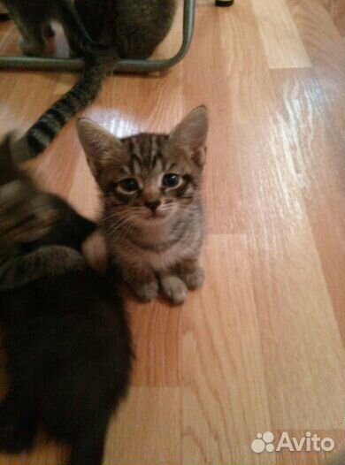 Классные котята