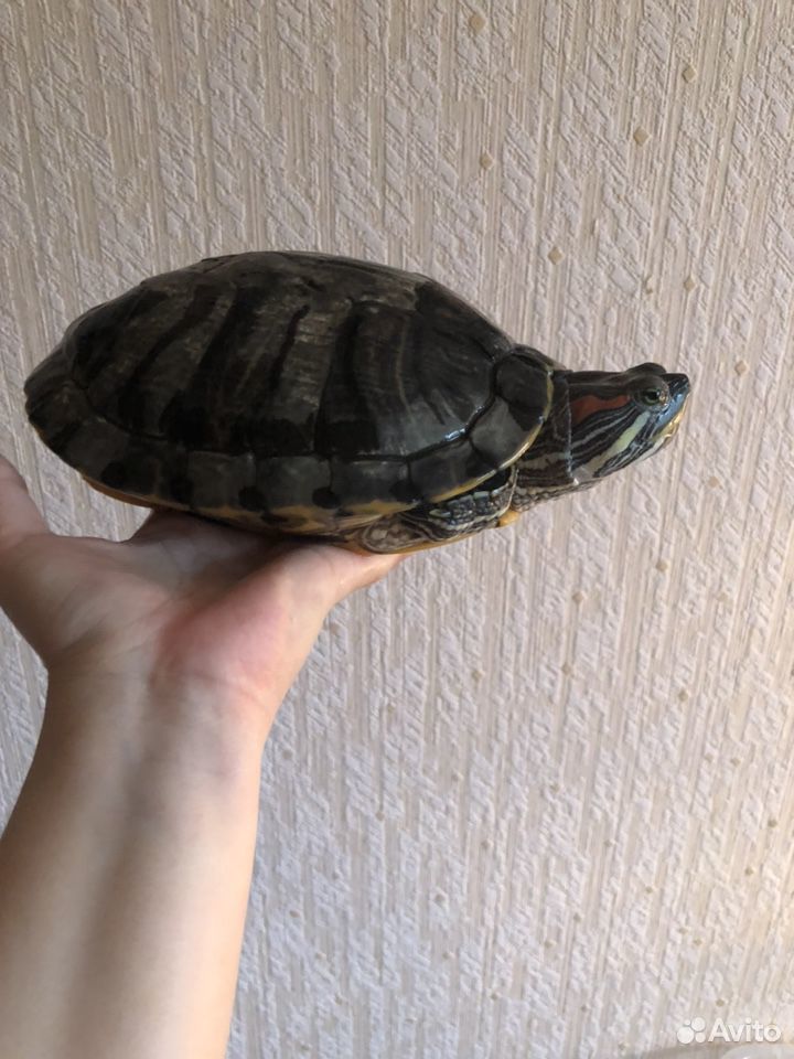 Черепаха