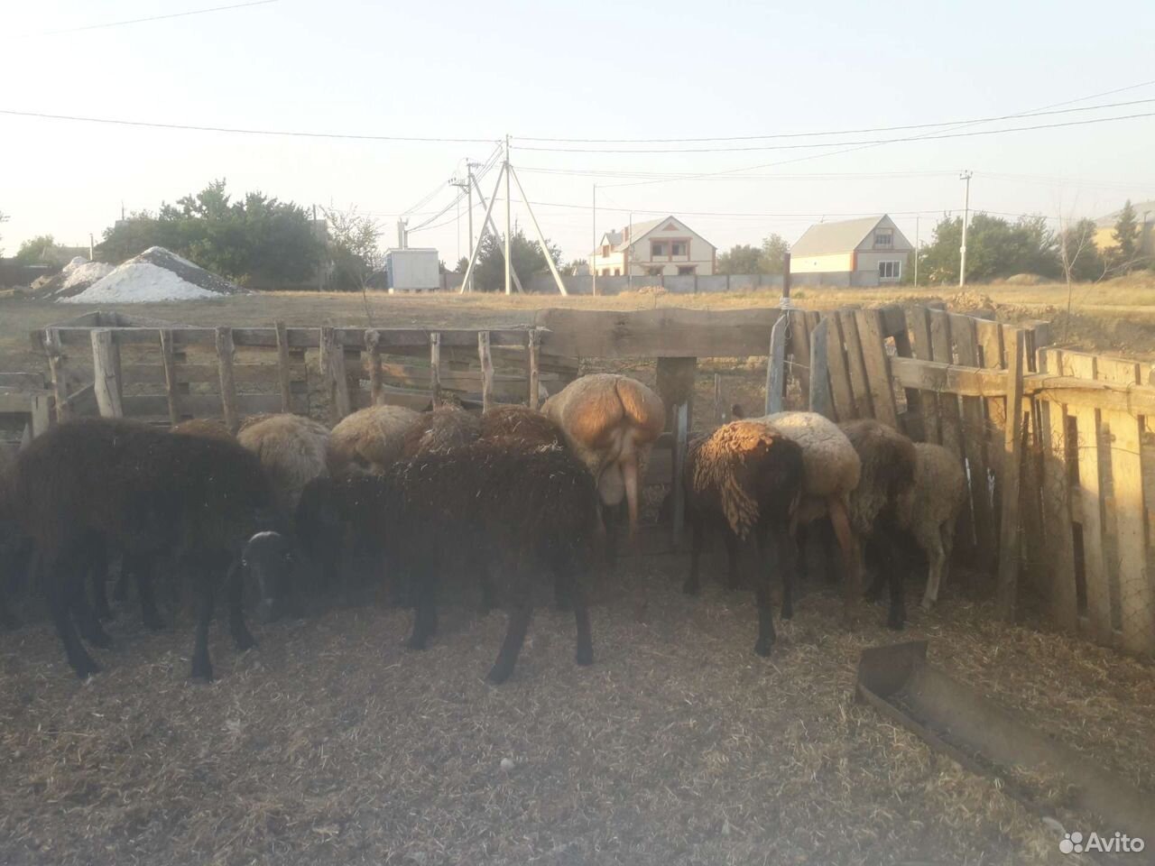 Овцы курдючные