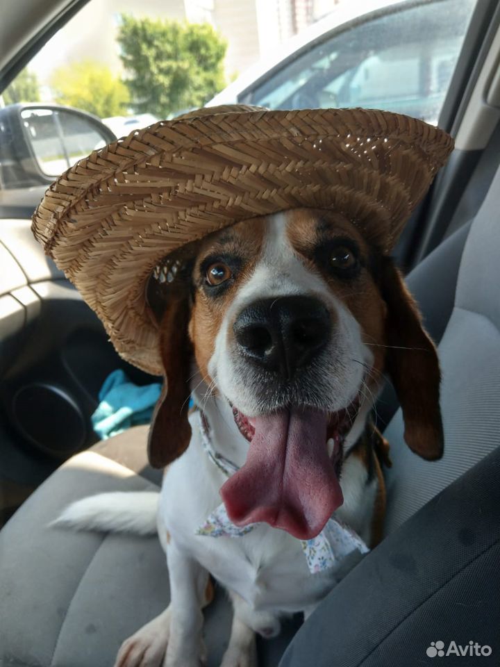 Бигль (кобель/случка/вязка)