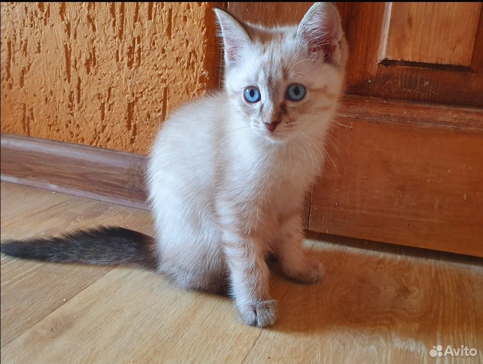 Котенок белый, тайский, девочка с голубыми глазами