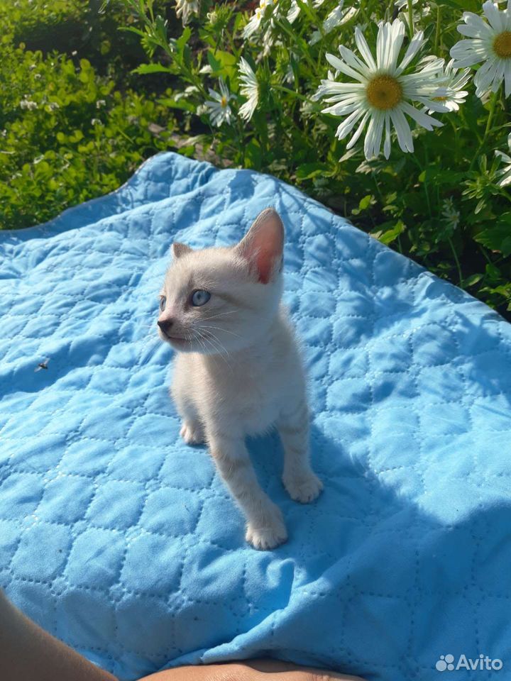 Отдам котенка