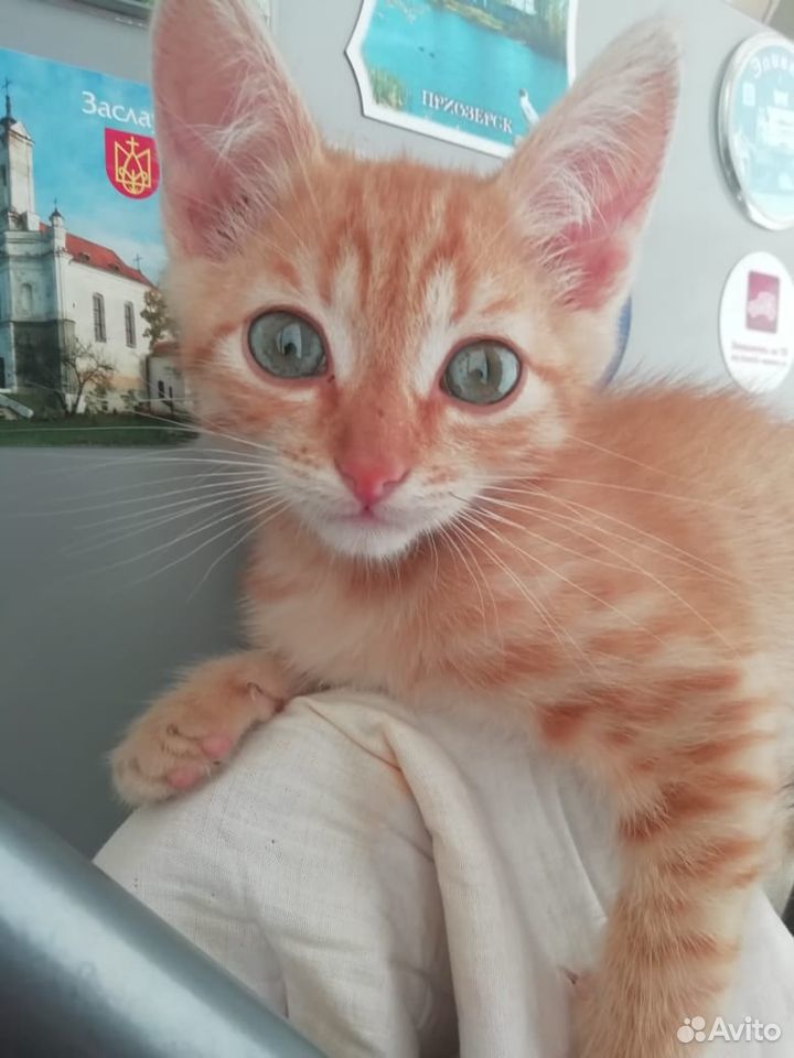 Котенок в Добрые руки