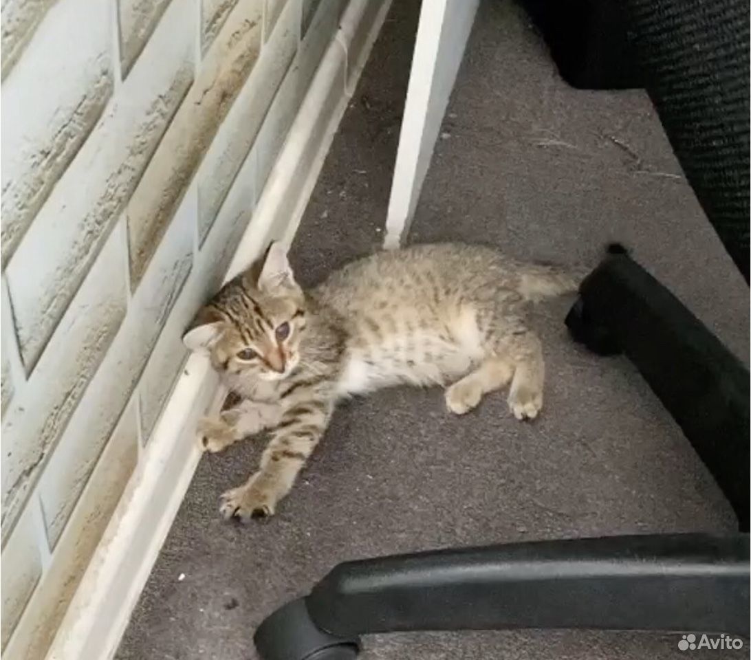 Ласковый котёнок в добрые руки