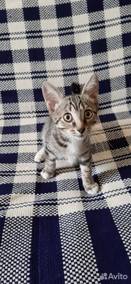 Котенок