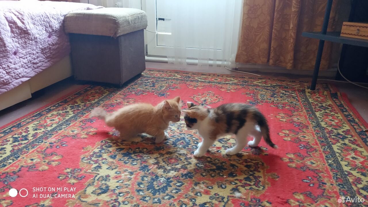 Котят в добрые руки