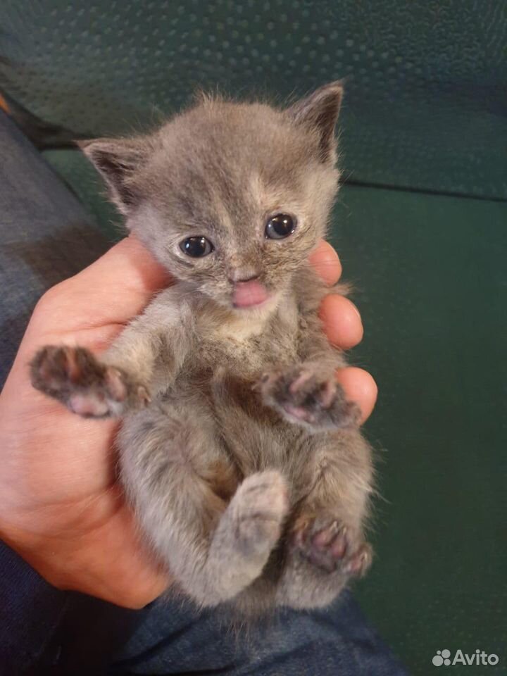 Котята в добрые руки. Британцы - метисы