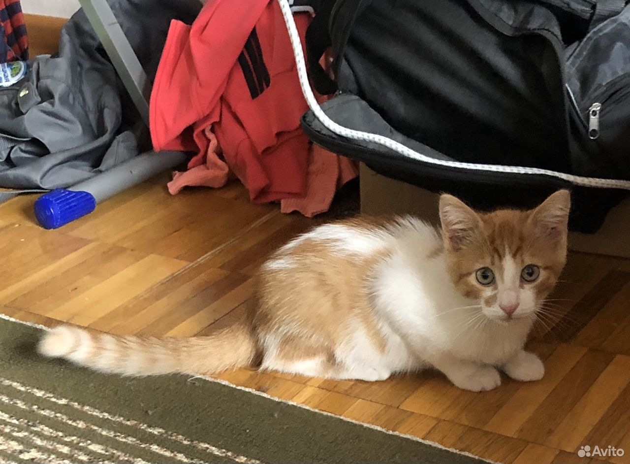 Котёнок мальчик