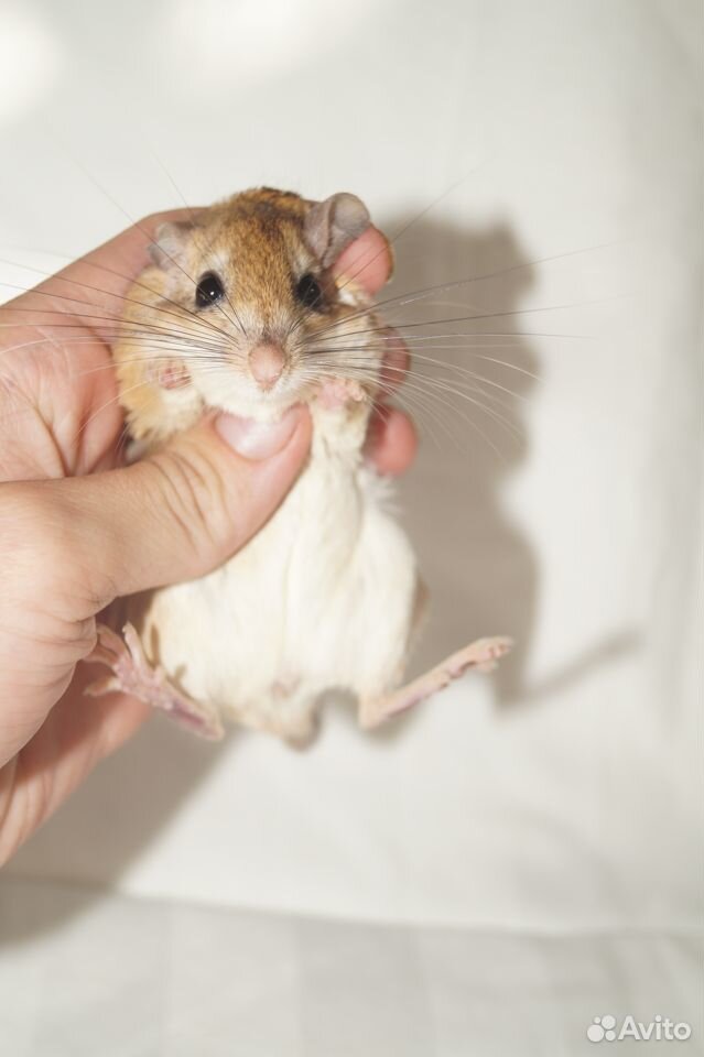 Пушистохвостая песчанка (сикитамус)