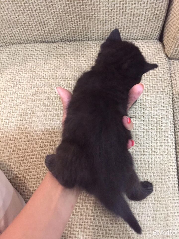 Котята