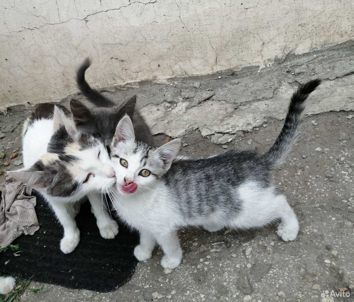 Чудесные котята ищут хозяев