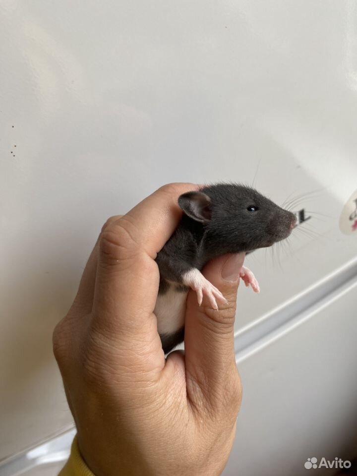 Крыса Дамбо