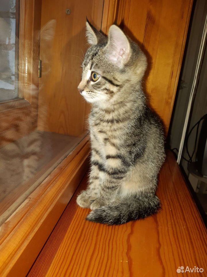 Кошка Лида ищет дом
