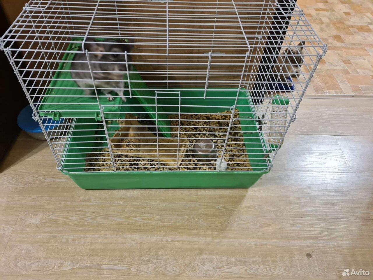 Продам шиншилу