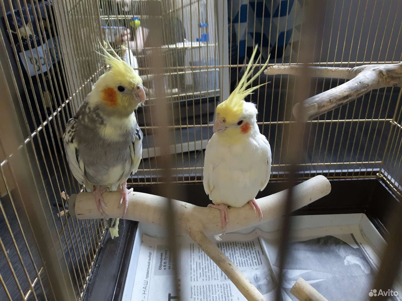 Пара попугаев корелла с клеткой
