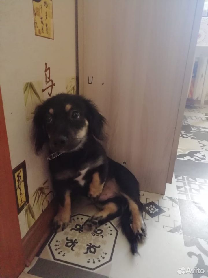 Щенок в добрые руки