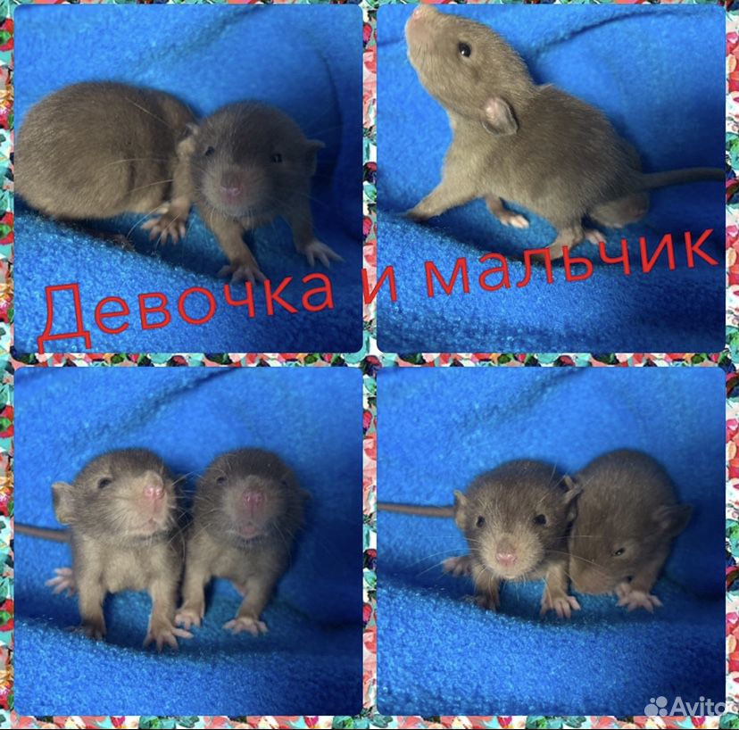 Крысята крыса грызуны дамбо