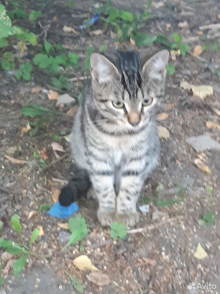 Полосатый котенок