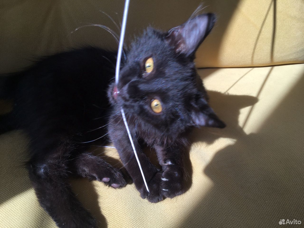 Котик 4 месяца