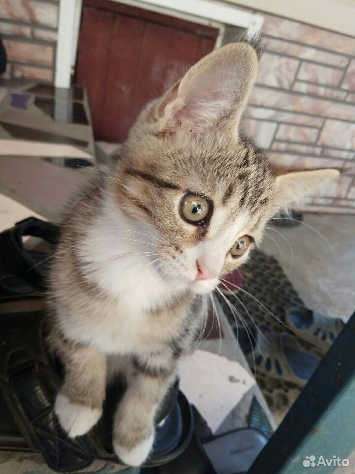 Кошка
