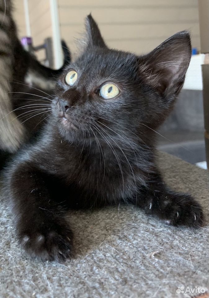 Малышка Элис. 2,5 месяца. Ищет дом