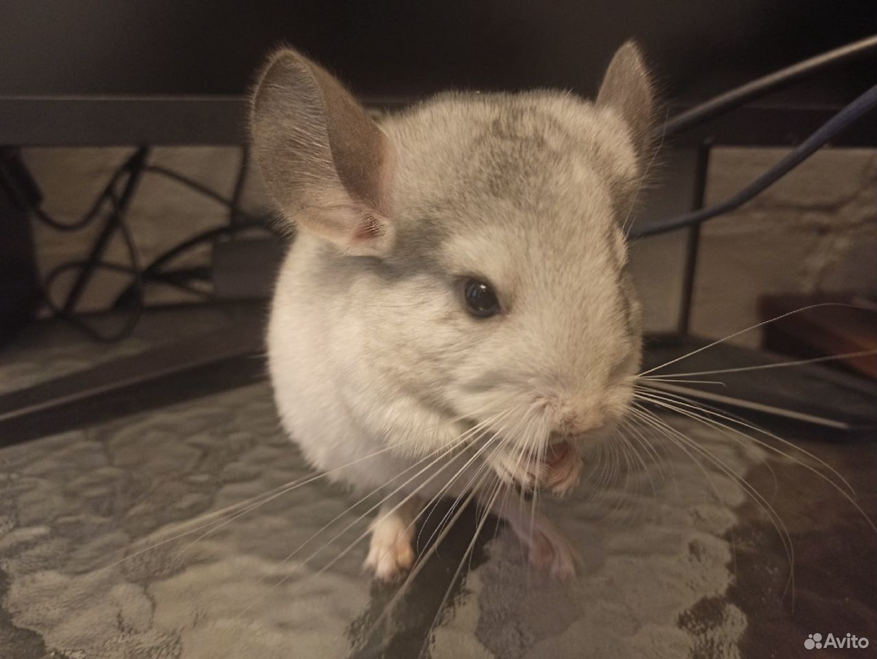 Шиншилла мальчик 1.5 мес