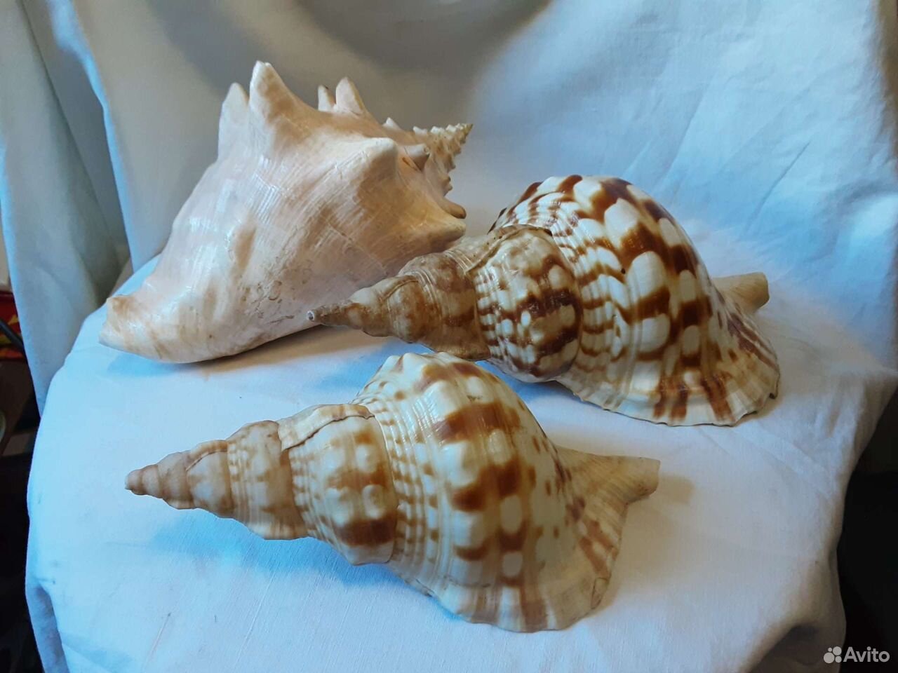 Раковины морские большие