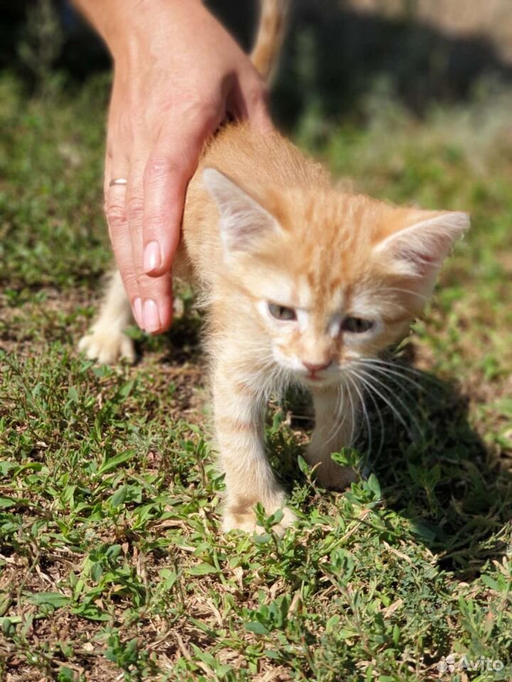Котёнок в добрые руки