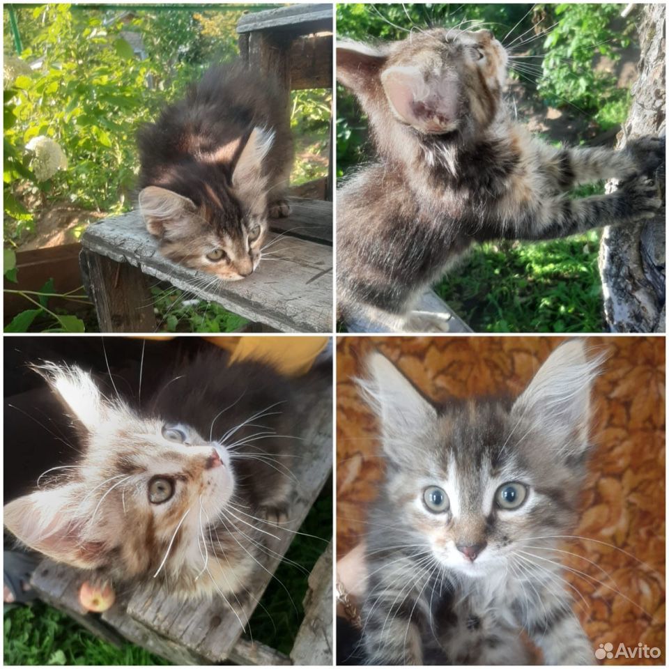 Котята-девочки. Возраст 4 месяца. Отдаются в добры