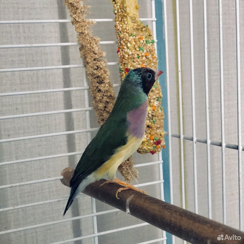 Амадин Гульда