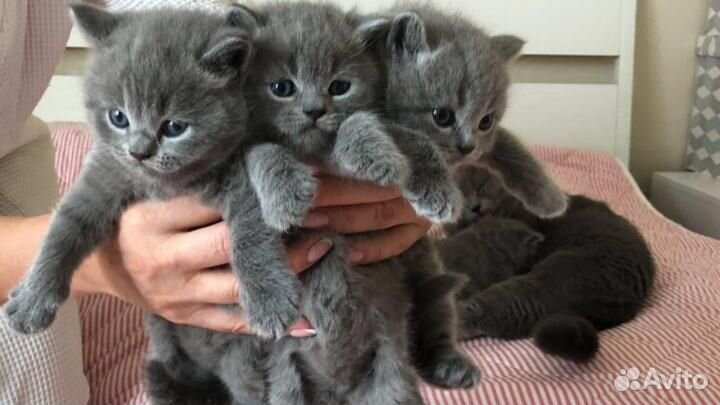 Плюшки Британские